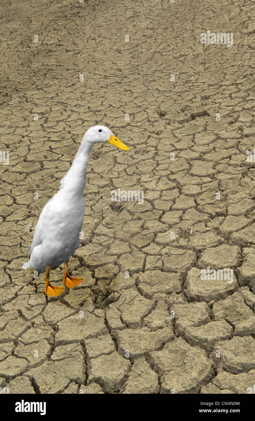 Duck in dried up reservoir Stock Photo - Alamy