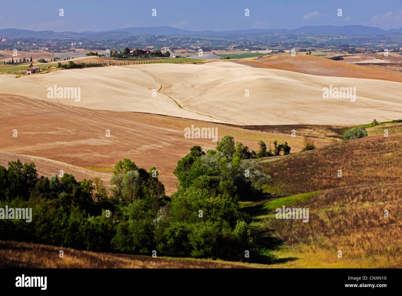 Corn-fields near Ville di Corsano, Italy, Tuscany Stock Photo - Alamy