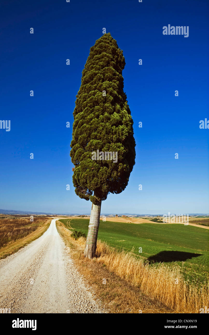 Italian cypress cupressus sempervirens cypress hi-res stock photography ...