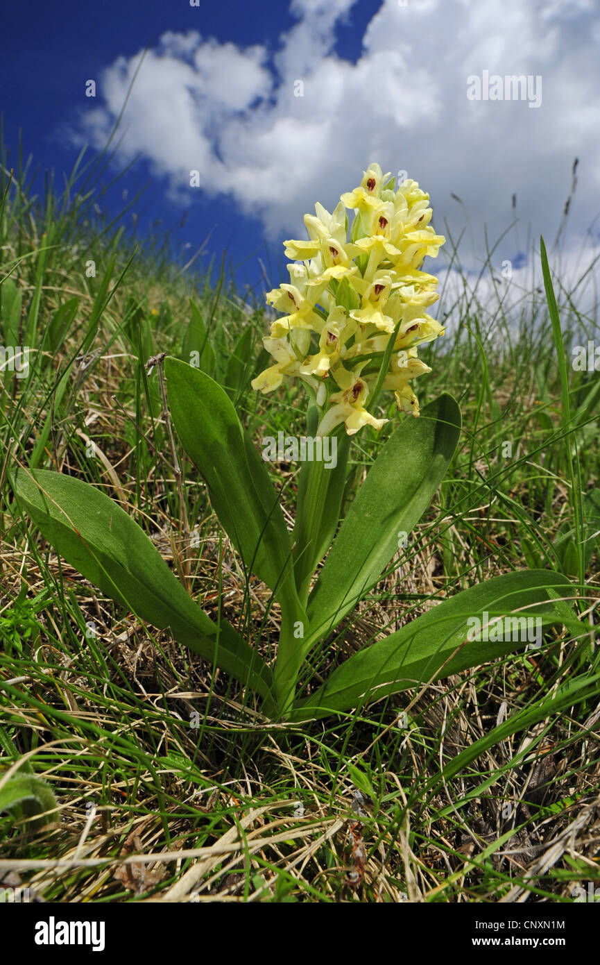 Velebit plants hi-res stock photography and images - Alamy