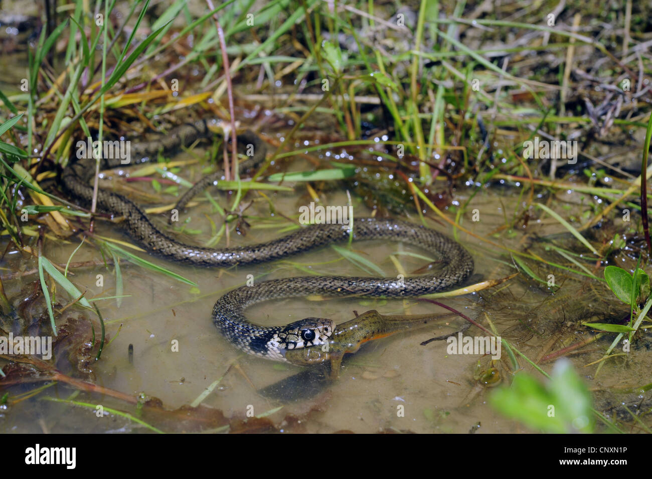 grass snake (Natrix natrix), feeding on smooth newt, Croatia, Istria ...