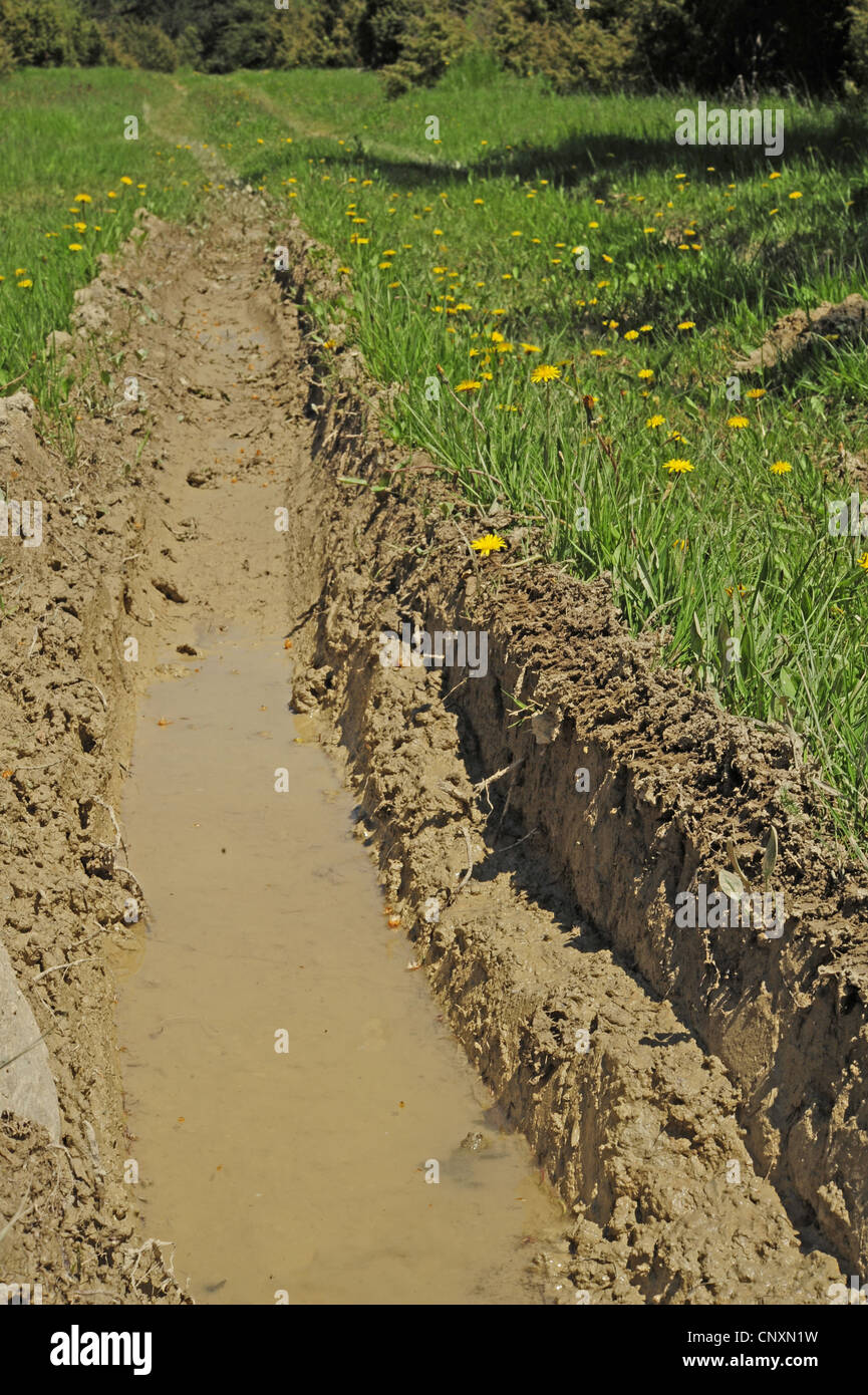 yellow-bellied toad, yellowbelly toad, variegated fire-toad (Bombina ...