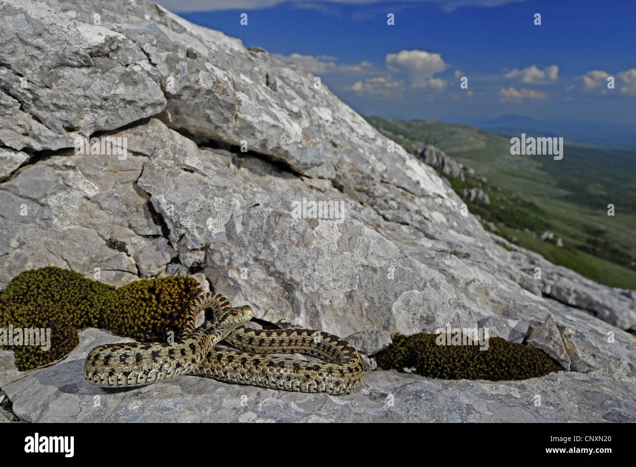 meadow viper, Orsini's viper (Vipera ursinii), lying on a rock, Croatia ...