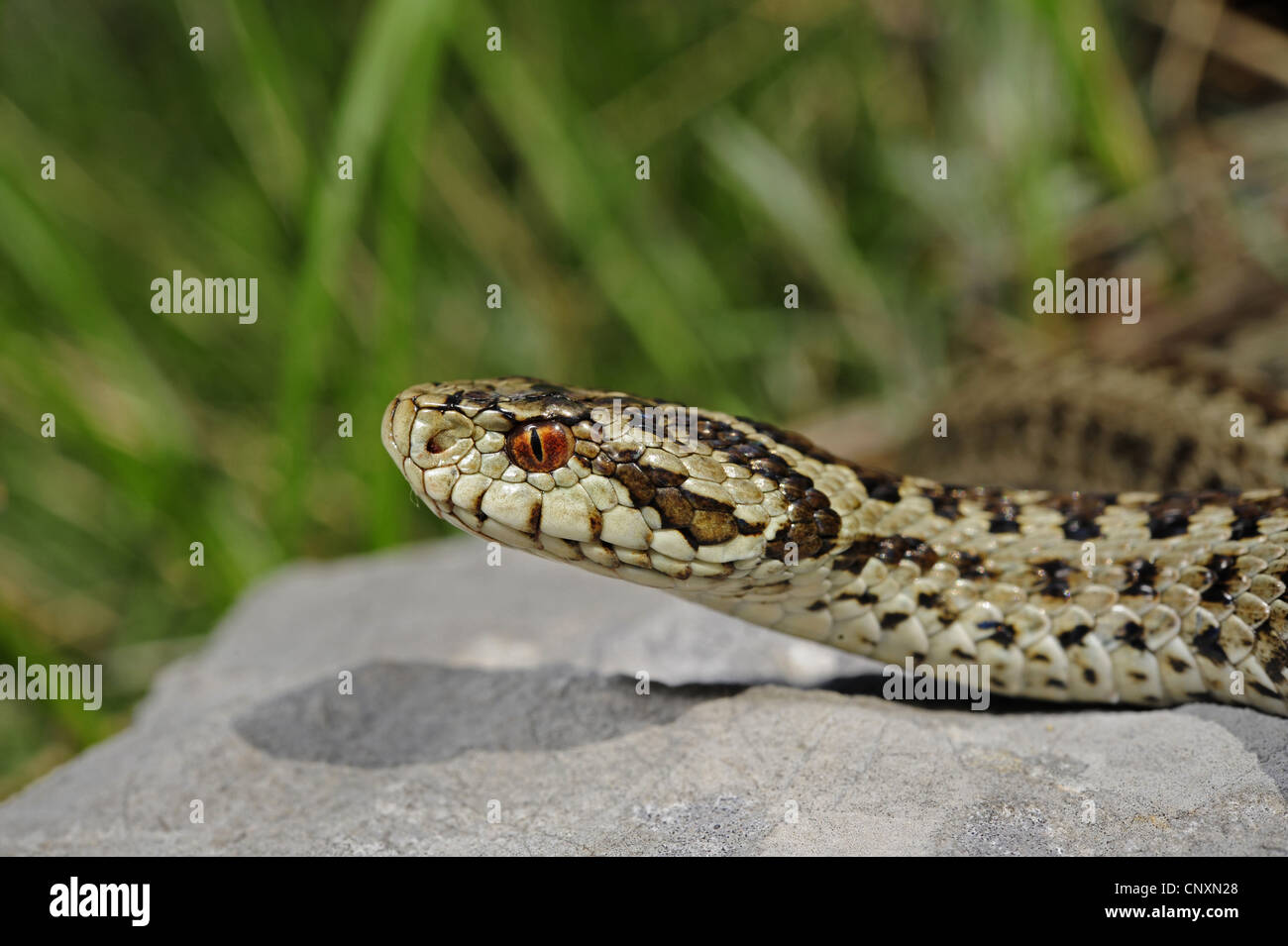 meadow viper, Orsini's viper (Vipera ursinii), portrait, Croatia ...