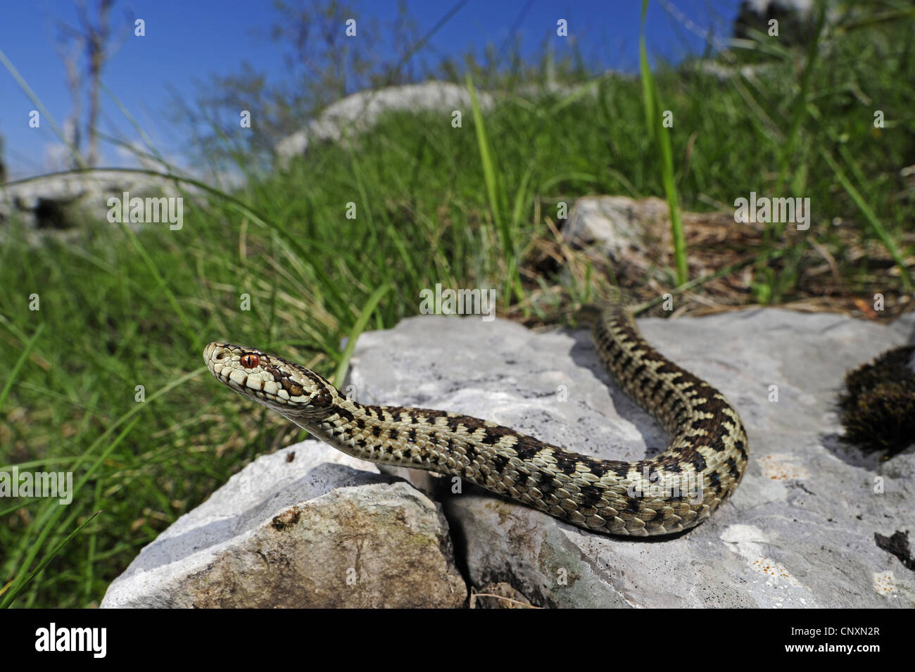 meadow viper, Orsini's viper (Vipera ursinii), on the feed, Croatia ...