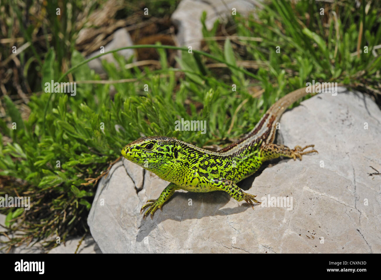 sand lizard (Lacerta agilis, Lacerta agilis bosnica), male, Croatia ...