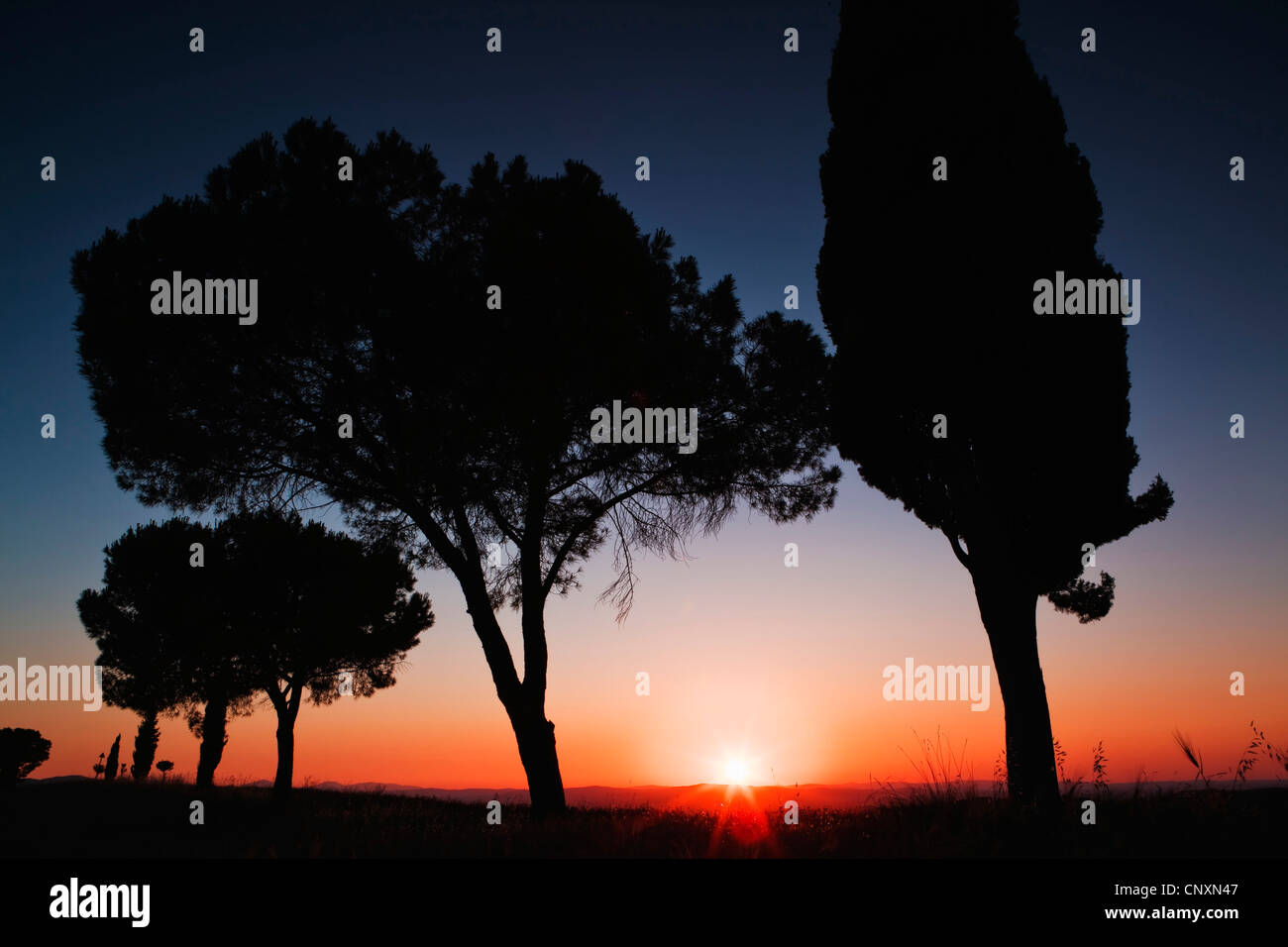 Stone pine, Italian Stone pine, Umbrella Pine (Pinus pinea), Sunset ...