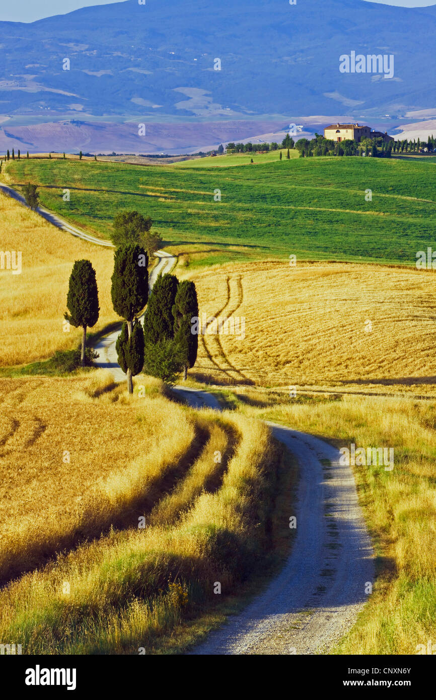 Italian cypress (Cupressus sempervirens), Cypresses by the wayside at ...