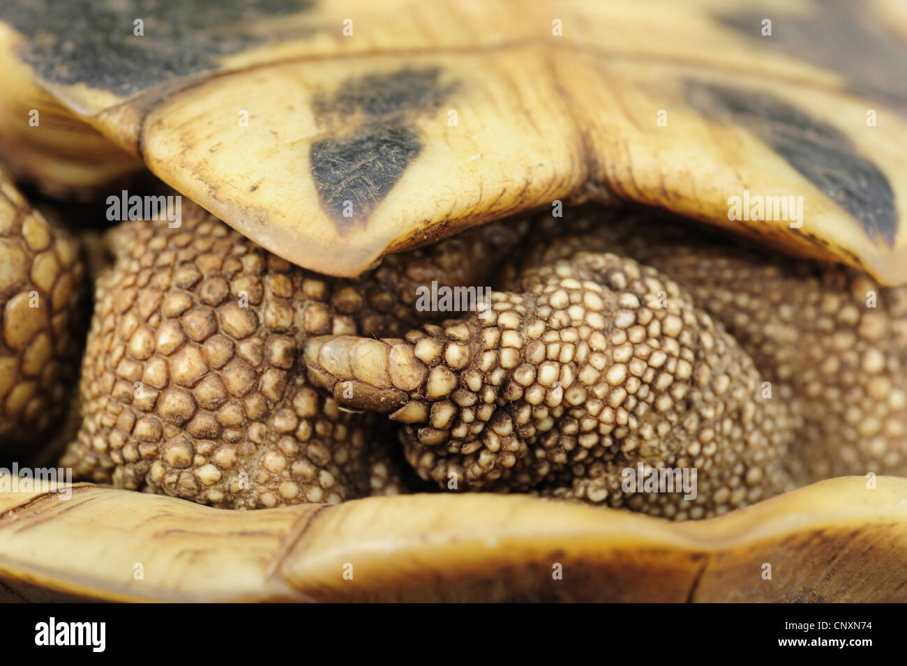 Testudo hermanni tail hi-res stock photography and images - Alamy