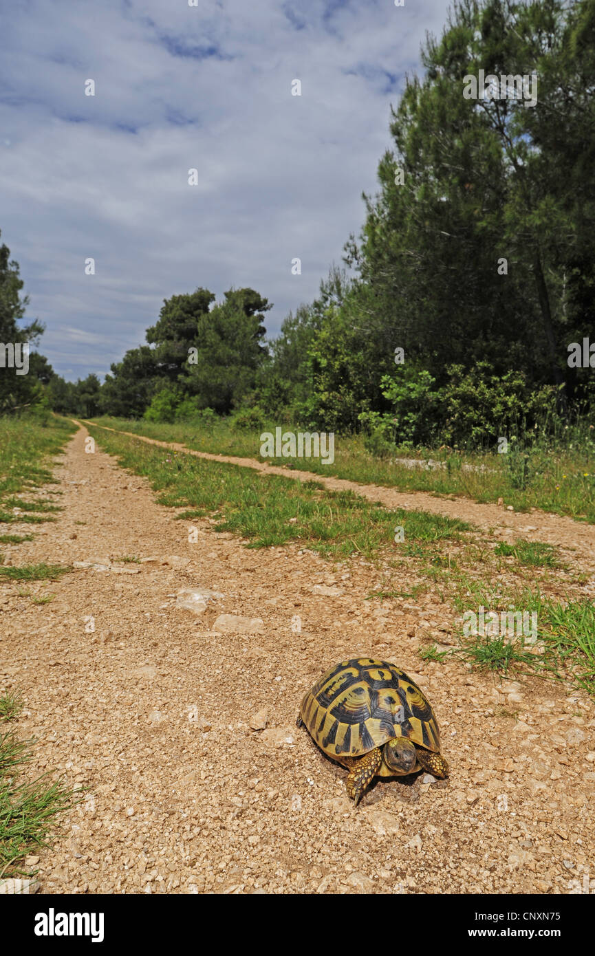 Hermann's tortoise, Greek tortoise (Testudo hermanni, Testudo hermanni ...