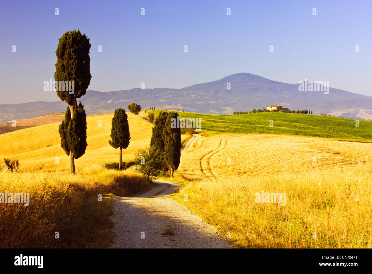 Italian cypress (Cupressus sempervirens), Cypresses by the wayside at ...