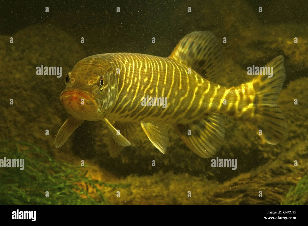 Eye of a pike hi-res stock photography and images - Alamy