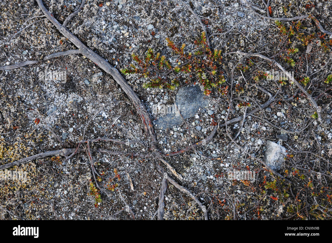Lichen, sand, stones, roots, Ainsworth bay, Tierra del Fuego, Chile ...