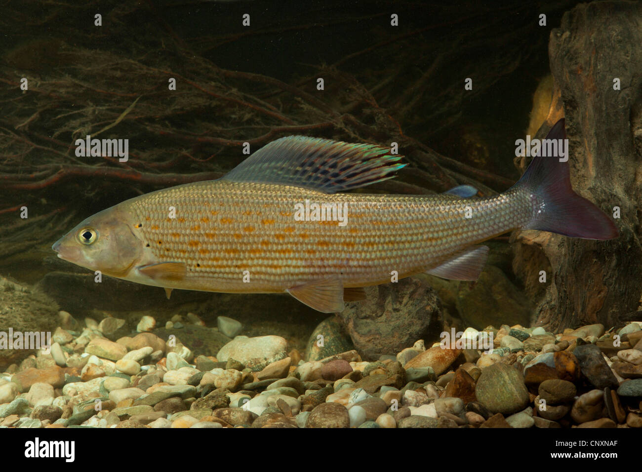 grayling (Thymallus thymallus), milkner, Germany Stock Photo - Alamy