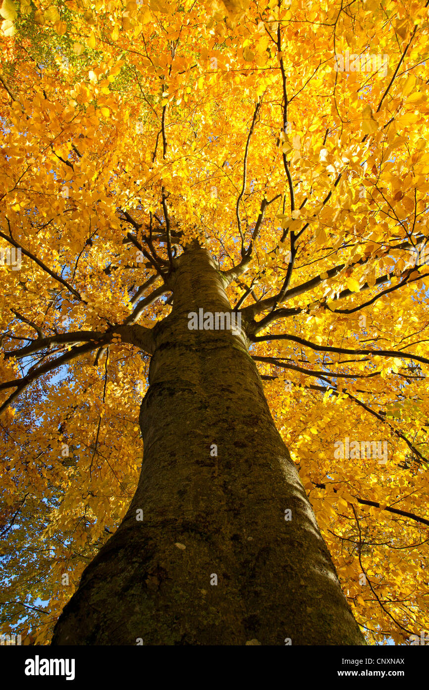 common beech (Fagus sylvatica), in autumn, Germany, Bavaria Stock Photo ...