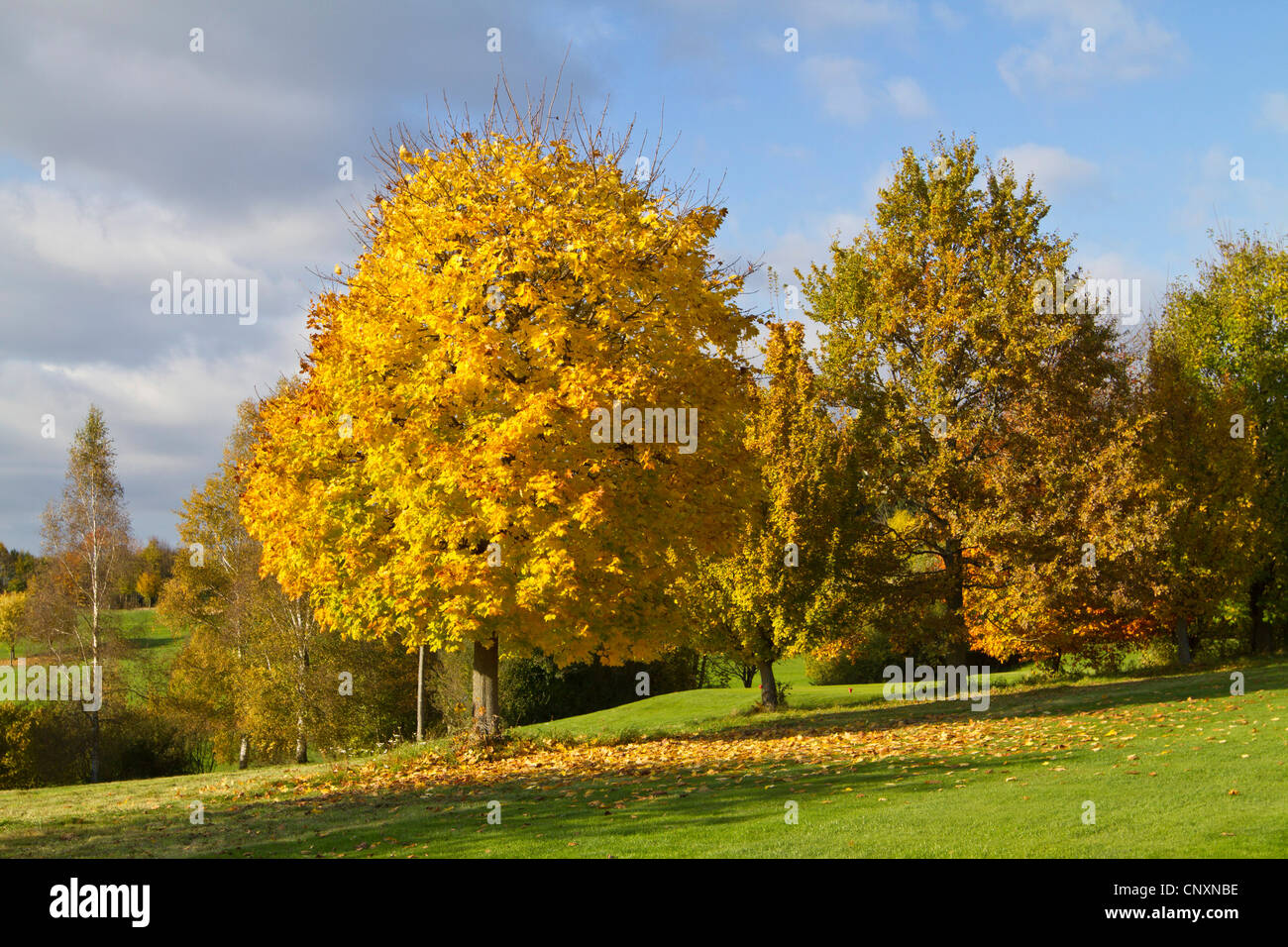 Fall Foliage Norway Maple Trees High Resolution Stock Photography and ...