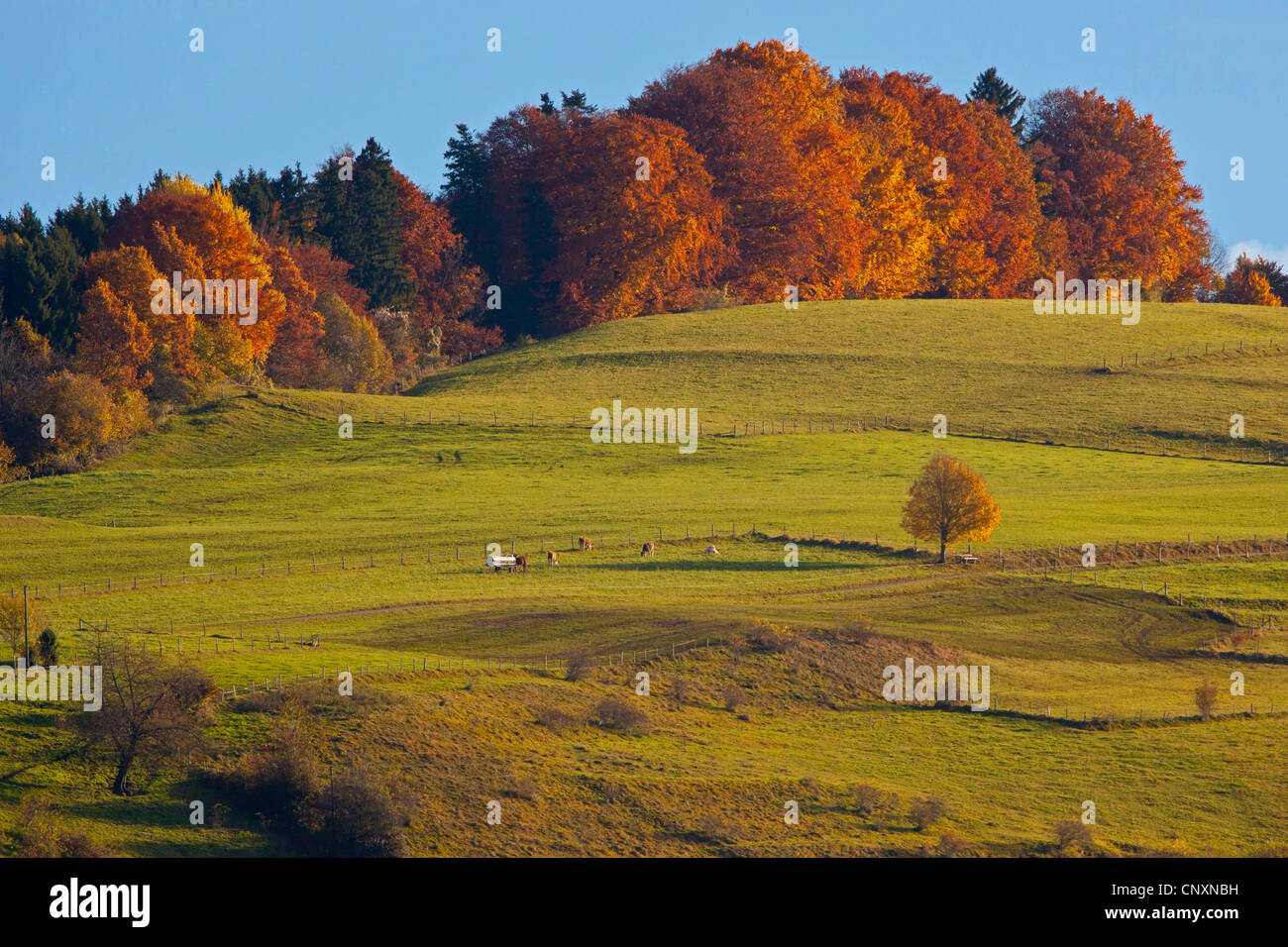 common beech (Fagus sylvatica), autumn forest edge behind pastures ...