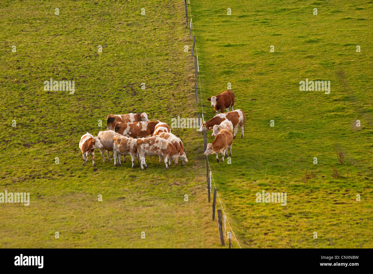 domestic cattle (Bos primigenius f. taurus), two herds standing vis-a ...