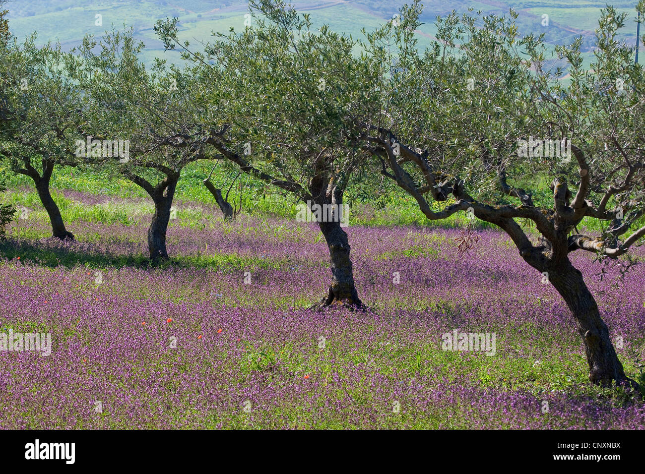 olive tree (Olea europaea ssp. sativa), olive grove, Italy Stock Photo ...