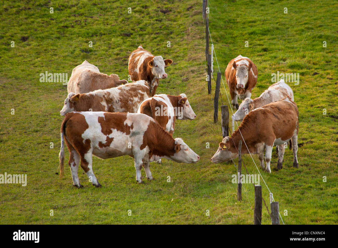 Two cattle standing hi-res stock photography and images - Alamy