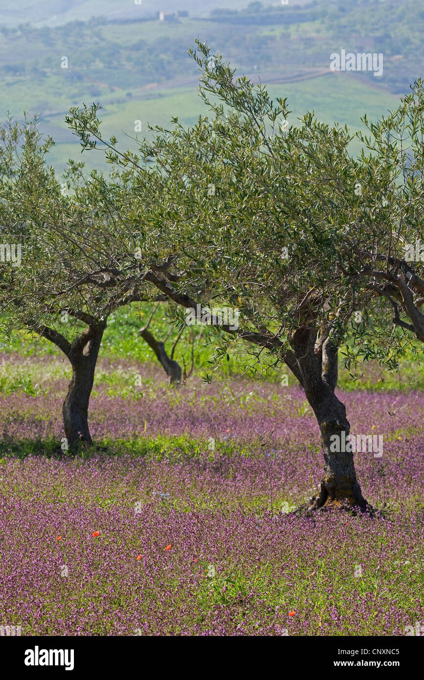 Olive Tree Olea Europaea Ssp Sativa High Resolution Stock Photography ...