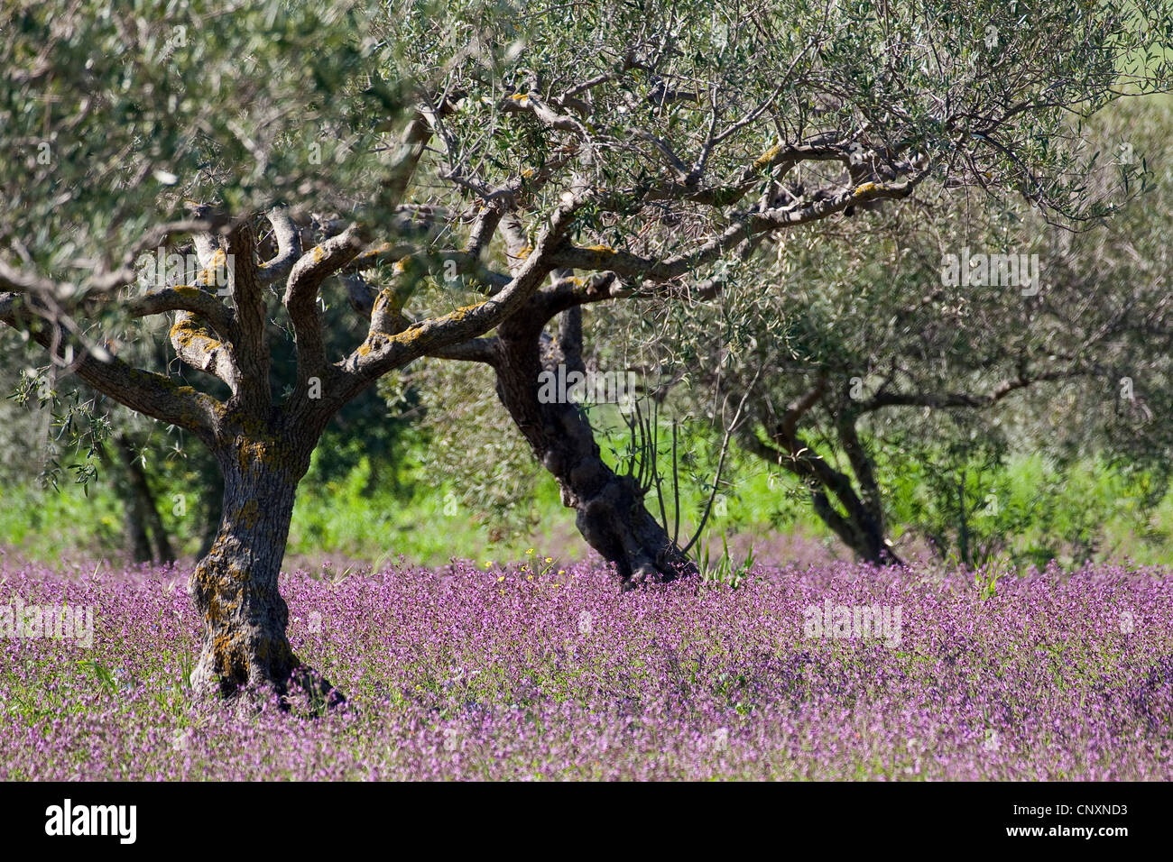 Olive tree olea europaea ssp sativa hi-res stock photography and images ...
