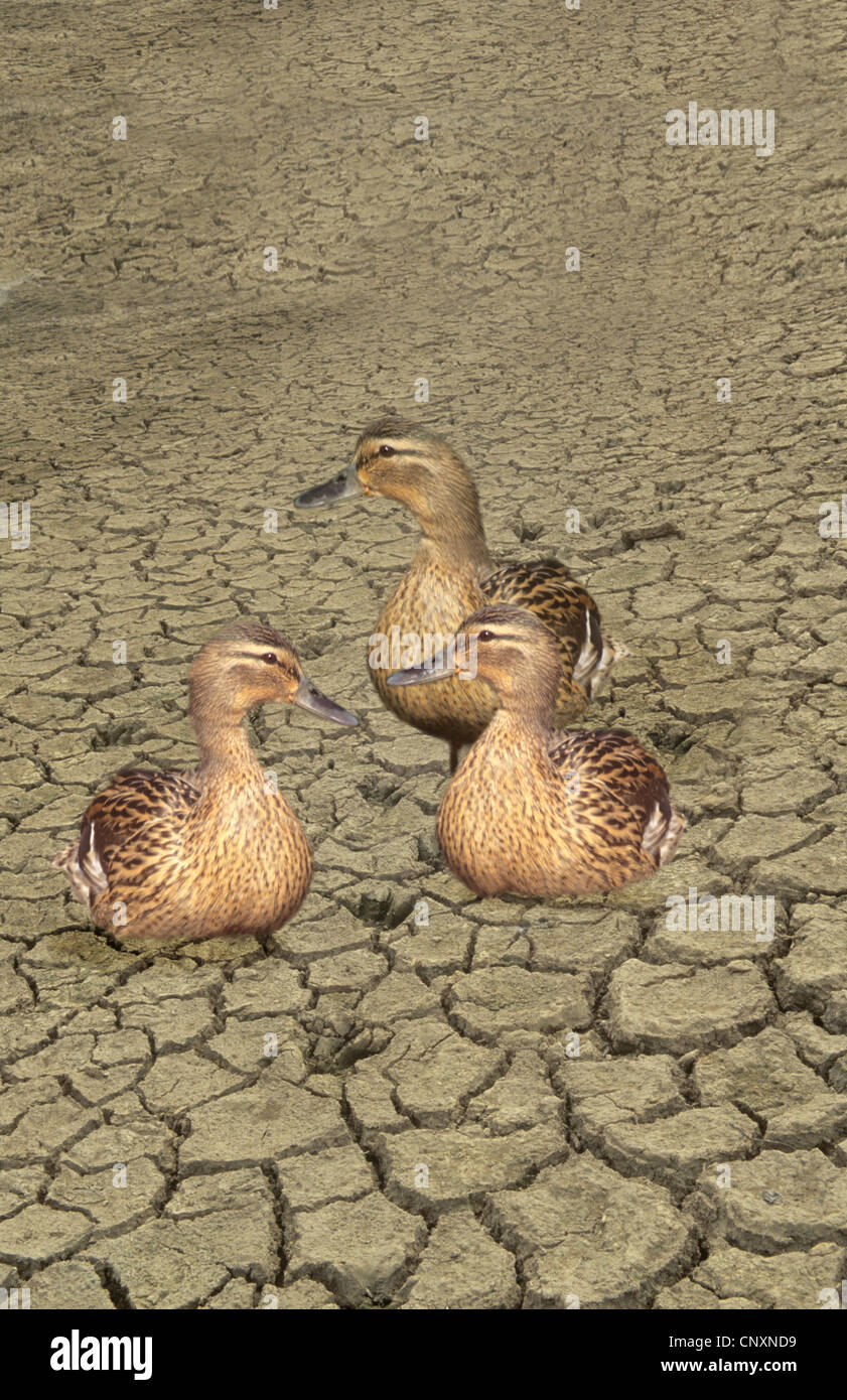 Water reservoir drought uk hi-res stock photography and images - Alamy