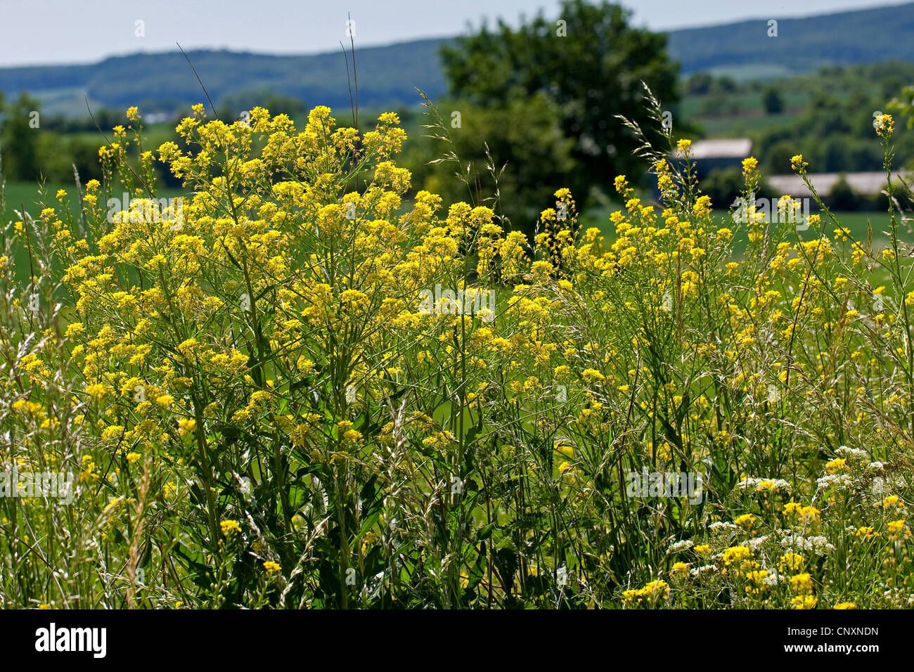 hill mustard, warty cabbage, Turkish rocket, Turkish wartycabbage ...