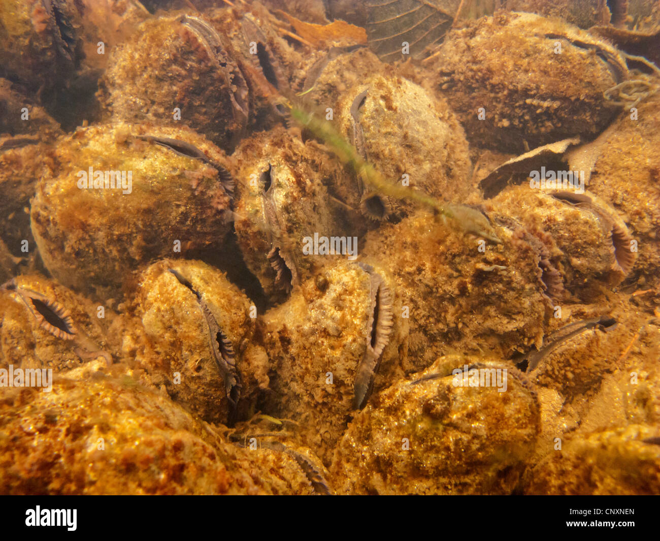 Oysters underwater hi-res stock photography and images - Alamy