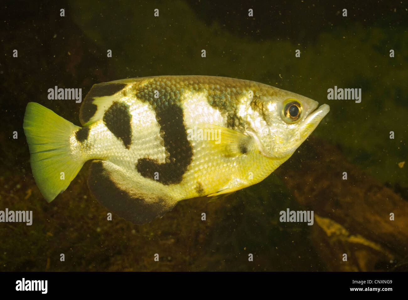 Archerfish toxotes hi-res stock photography and images - Alamy