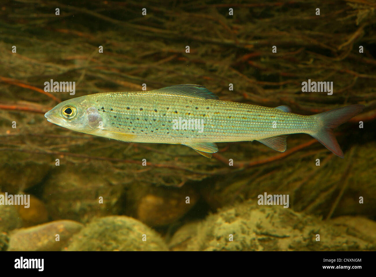 grayling (Thymallus thymallus), spawner, Germany Stock Photo - Alamy