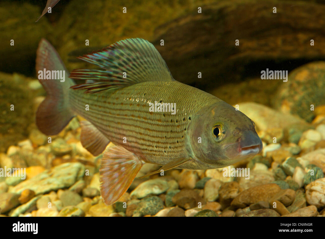 Thymallus grayling hi-res stock photography and images - Alamy
