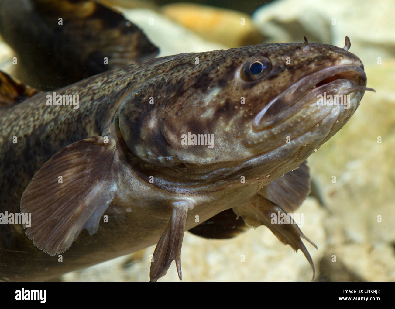 Lota lota hi-res stock photography and images - Alamy