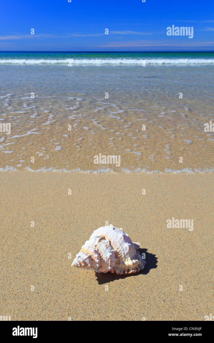 Scottish shells hi-res stock photography and images - Alamy