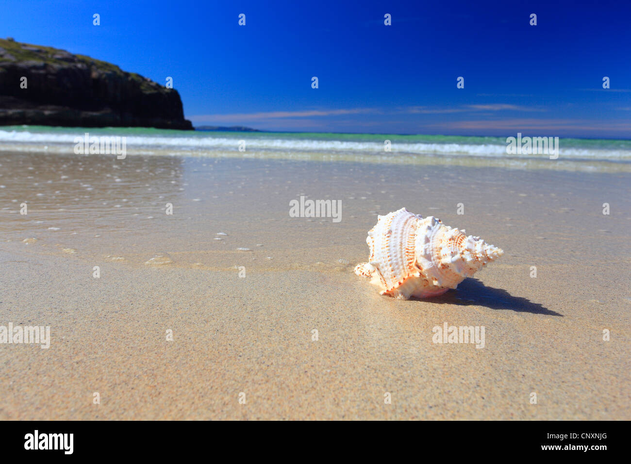 snail-shells on sand beach at the Scottish coast, United Kingdom ...