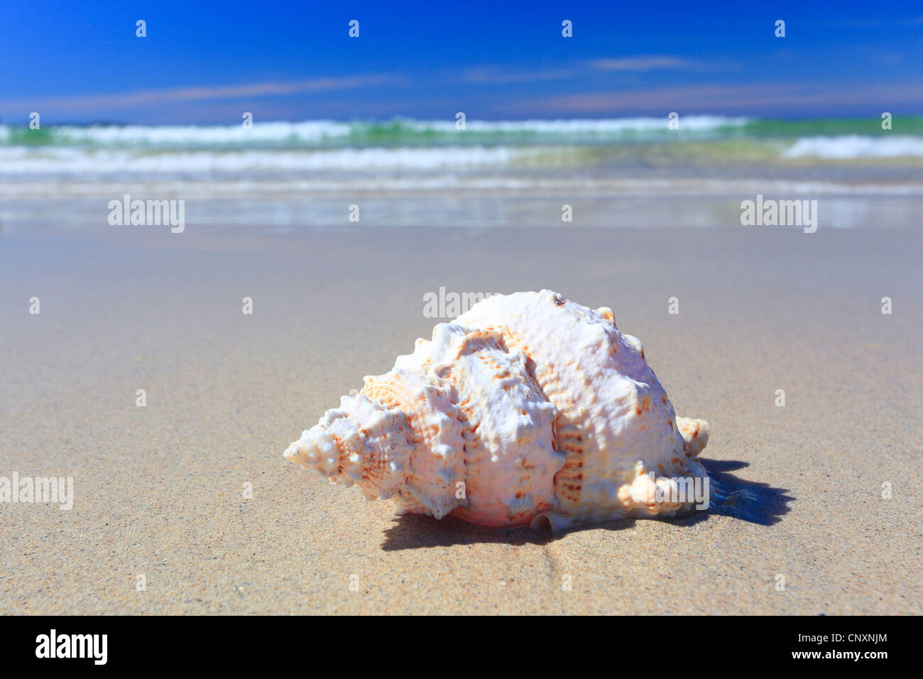 snail-shells on sand beach at the Scottish coast, United Kingdom ...