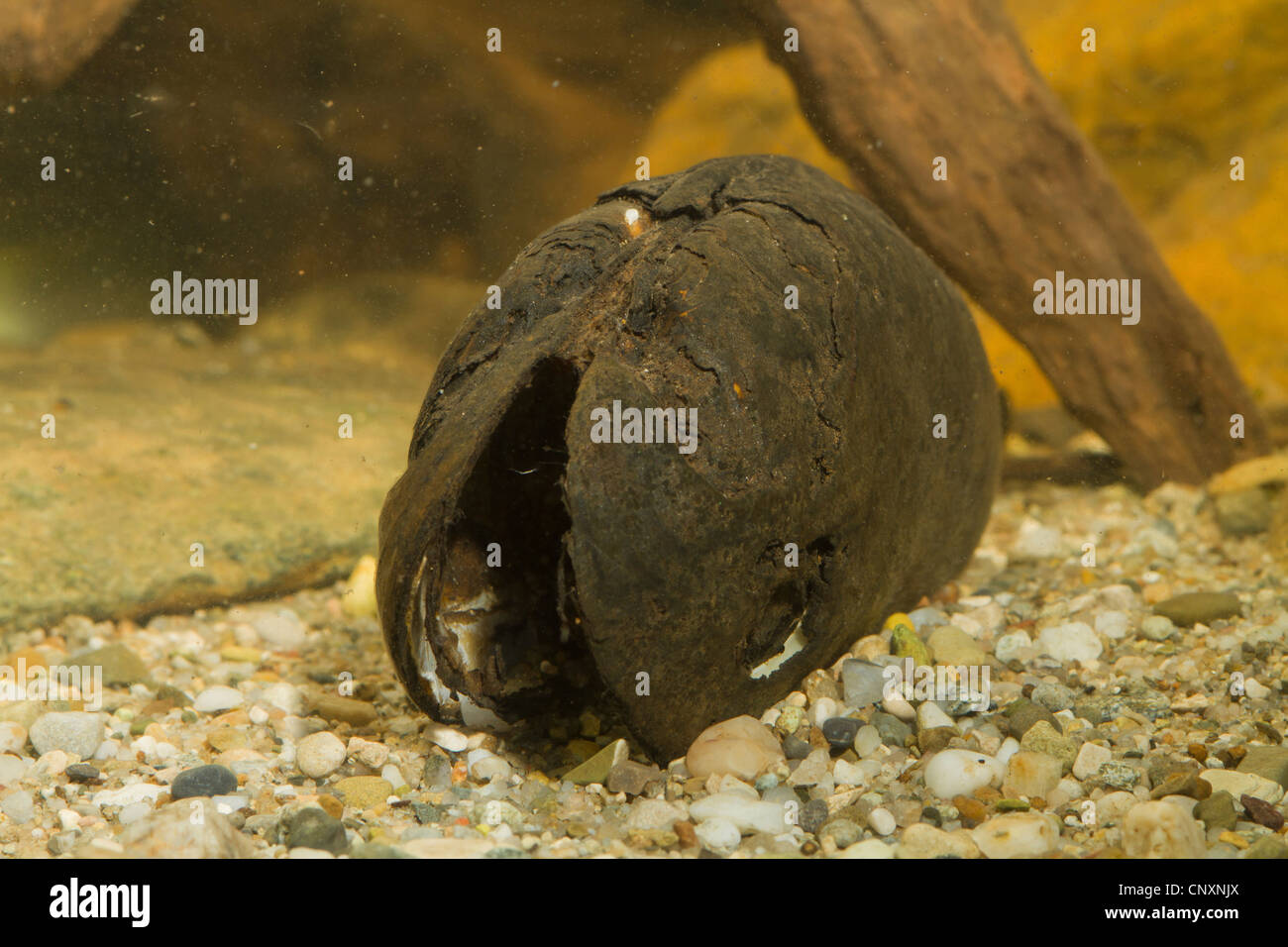 Scottish mussel shells hi-res stock photography and images - Alamy