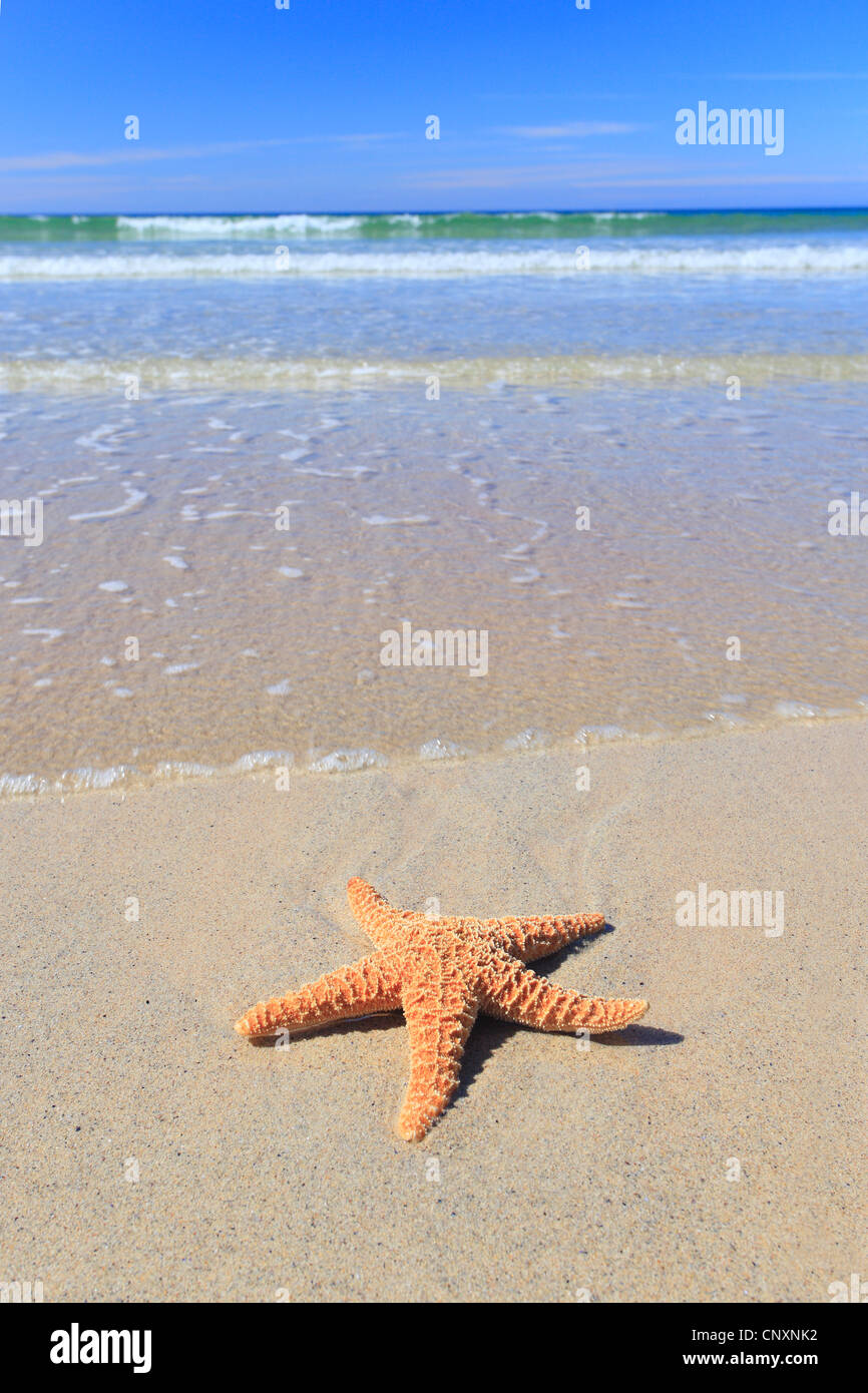 starfish on sand beach at the Scottish coast, United Kingdom, Scotland ...