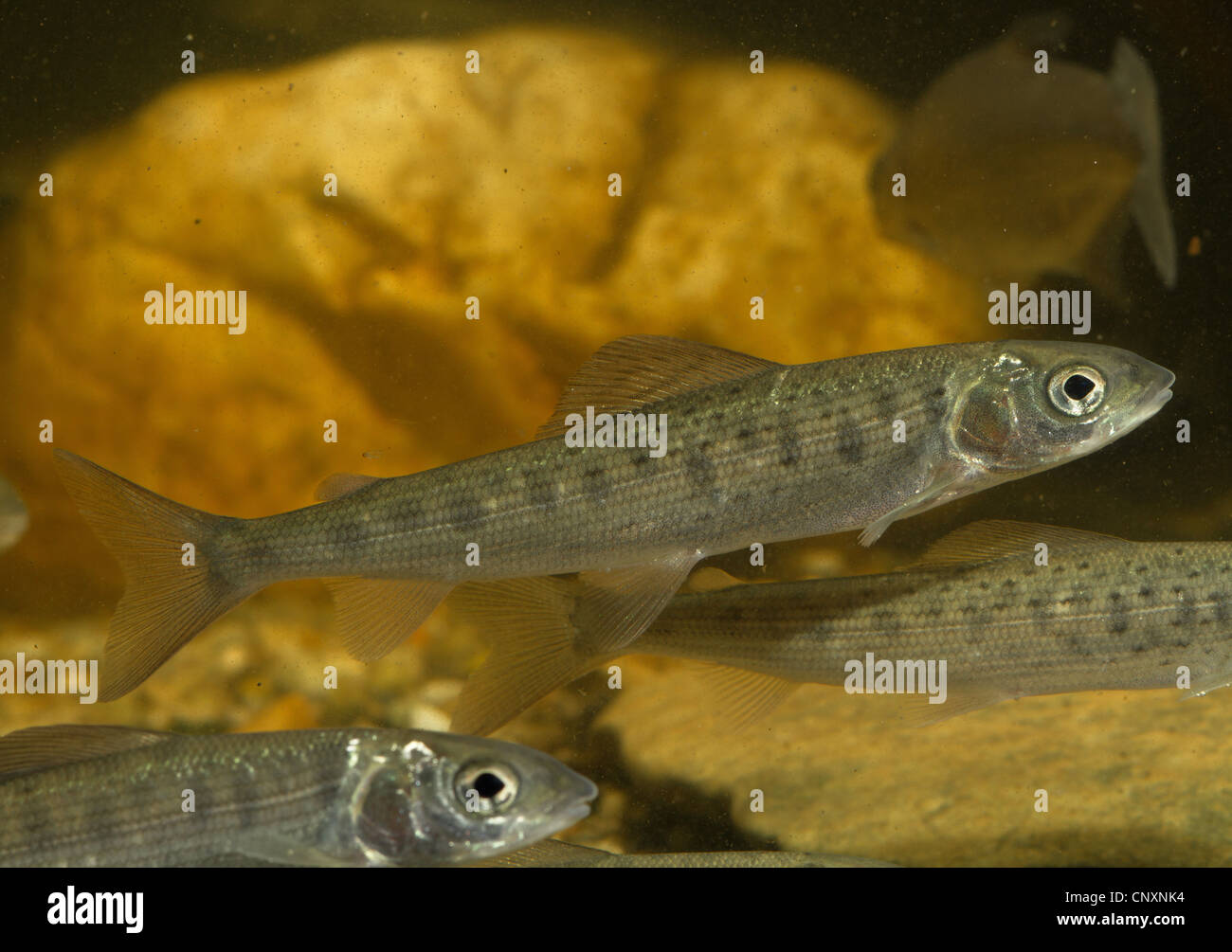 European grayling thymallus thymallus hi-res stock photography and ...