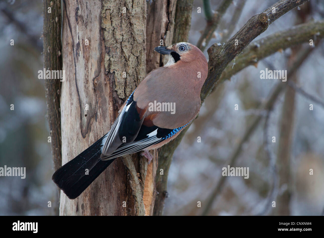 Jay eats nut hi-res stock photography and images - Alamy