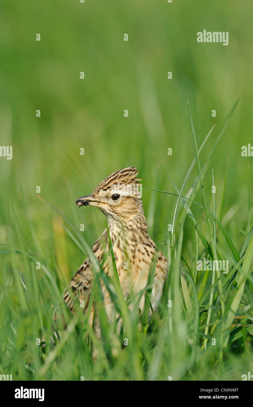 Lark hunting hi-res stock photography and images - Alamy