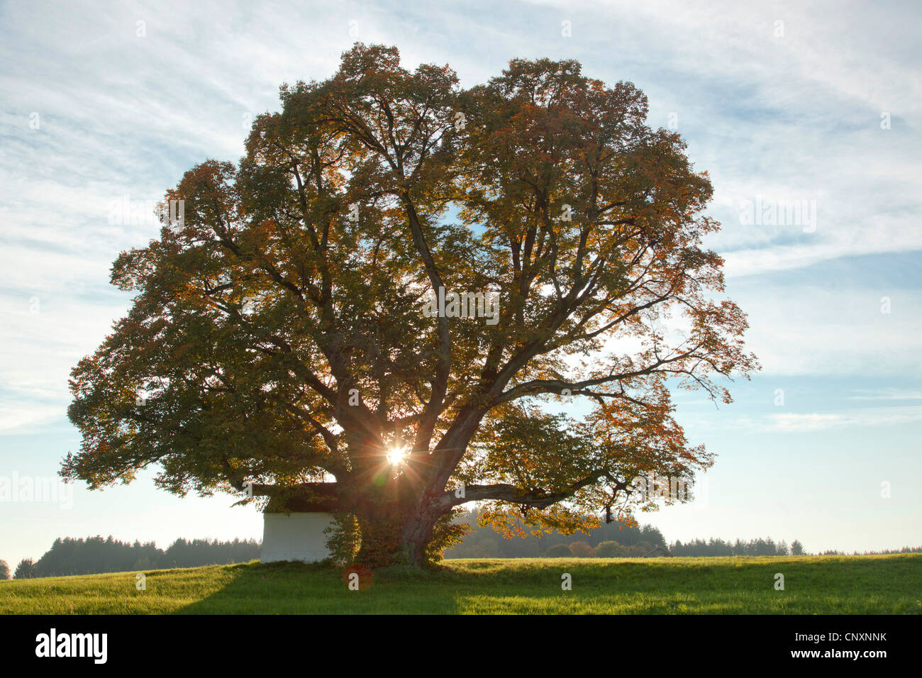small-leaved lime, littleleaf linden, little-leaf linden (Tilia cordata ...