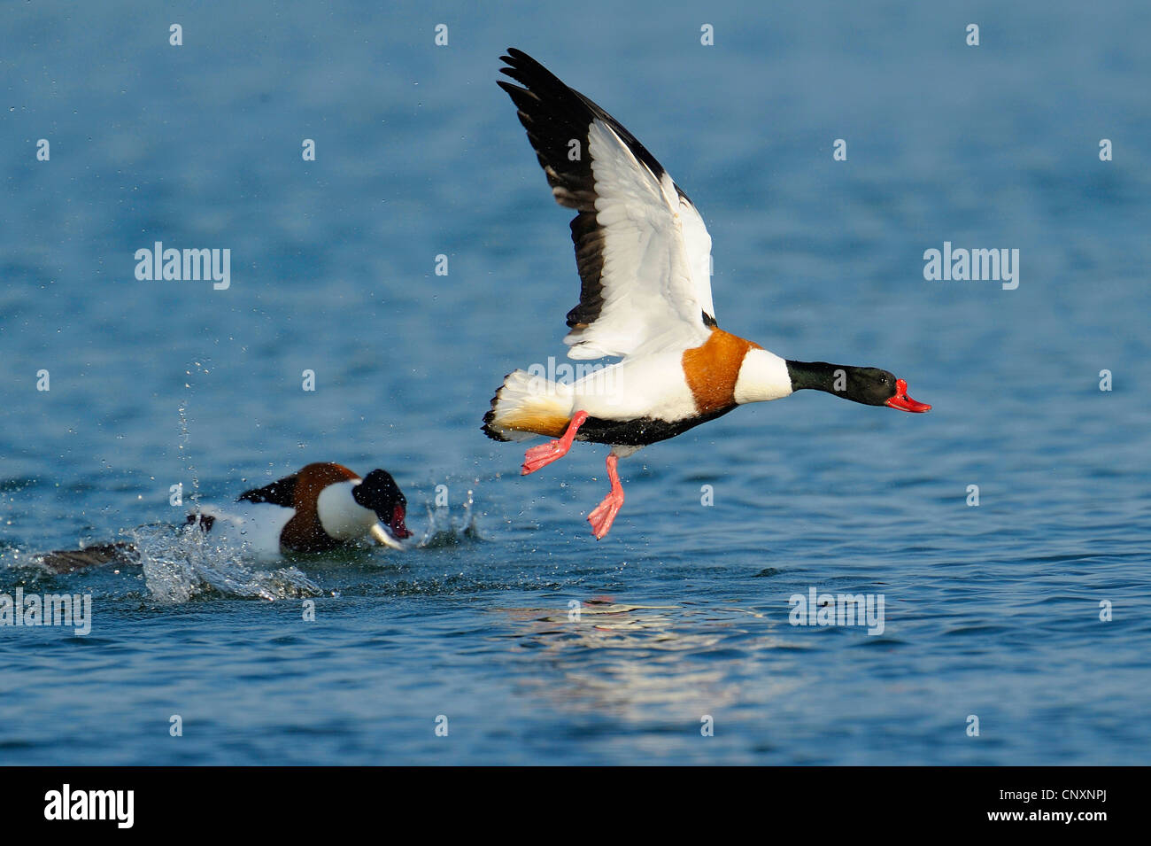 Two common shelduck flying hi-res stock photography and images - Alamy