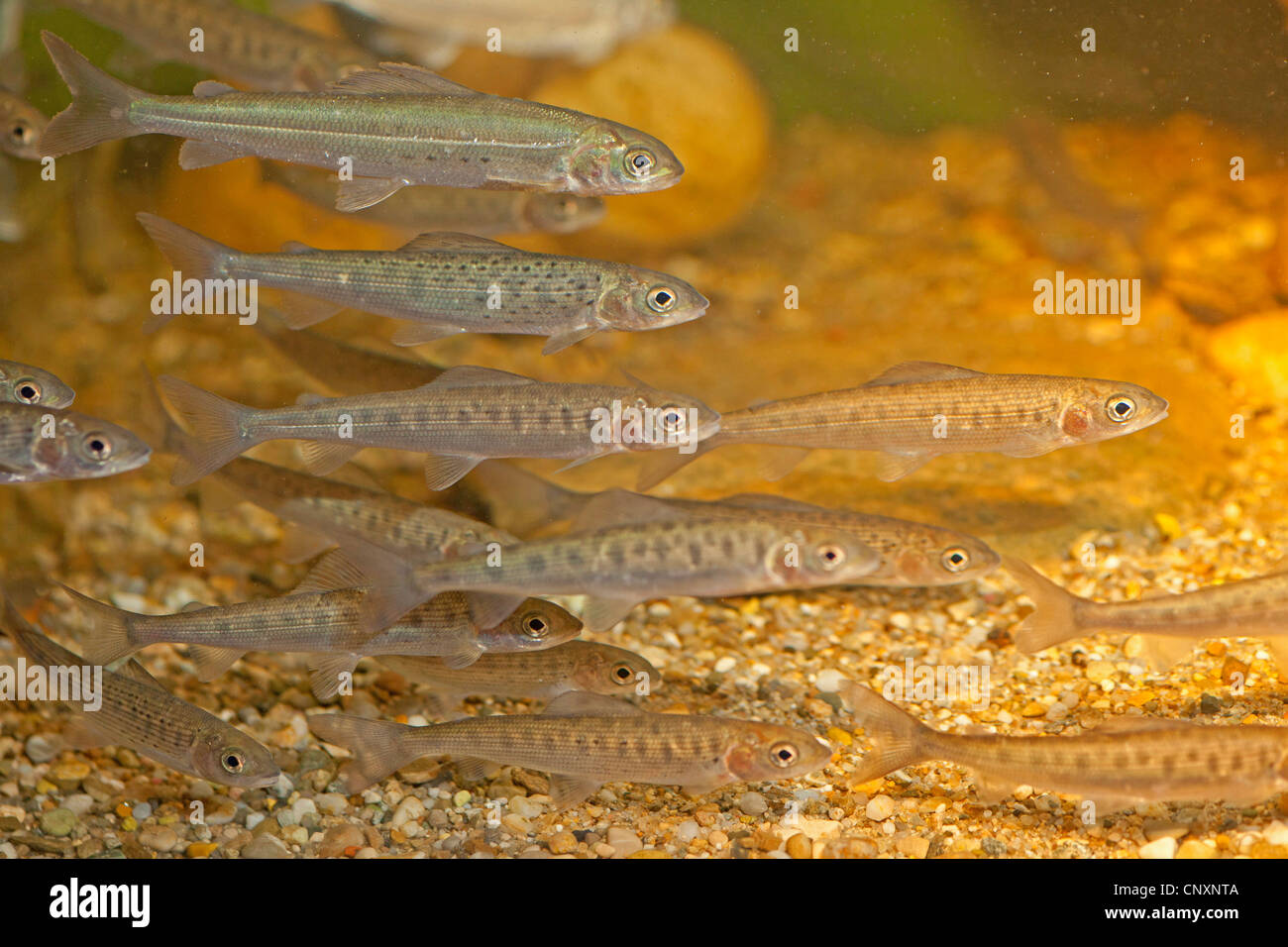 Thymallus thymallus hi-res stock photography and images - Alamy
