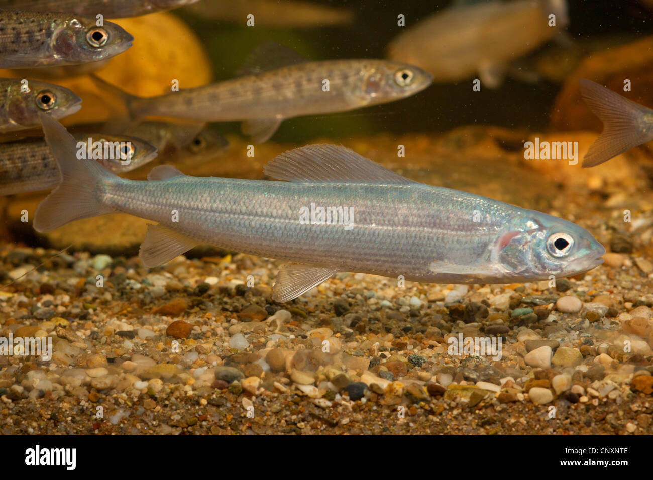 grayling (Thymallus thymallus), blue coloured morph, Germany Stock ...