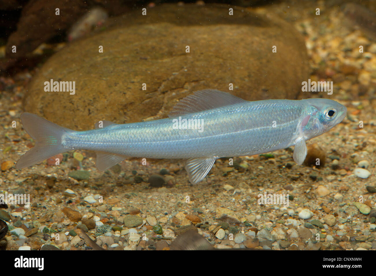 grayling (Thymallus thymallus), blue coloured morph, Germany Stock ...