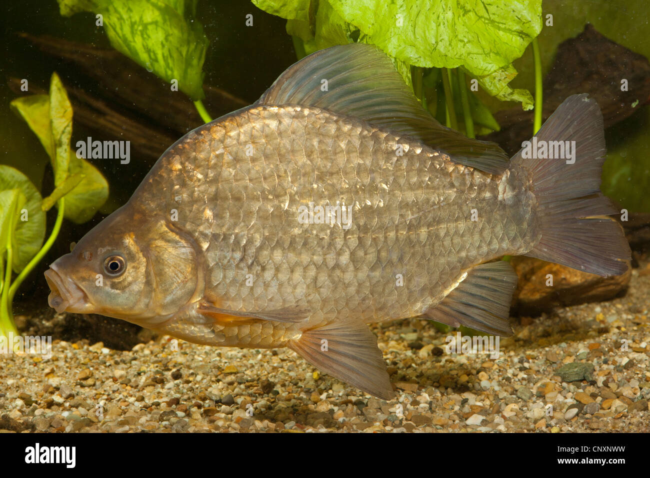 Crucian carp (Carassius carassius), Germany Stock Photo - Alamy