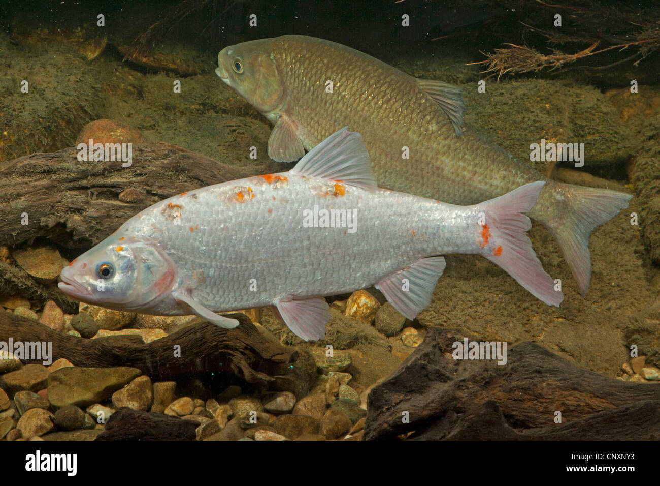 White morph hi-res stock photography and images - Alamy