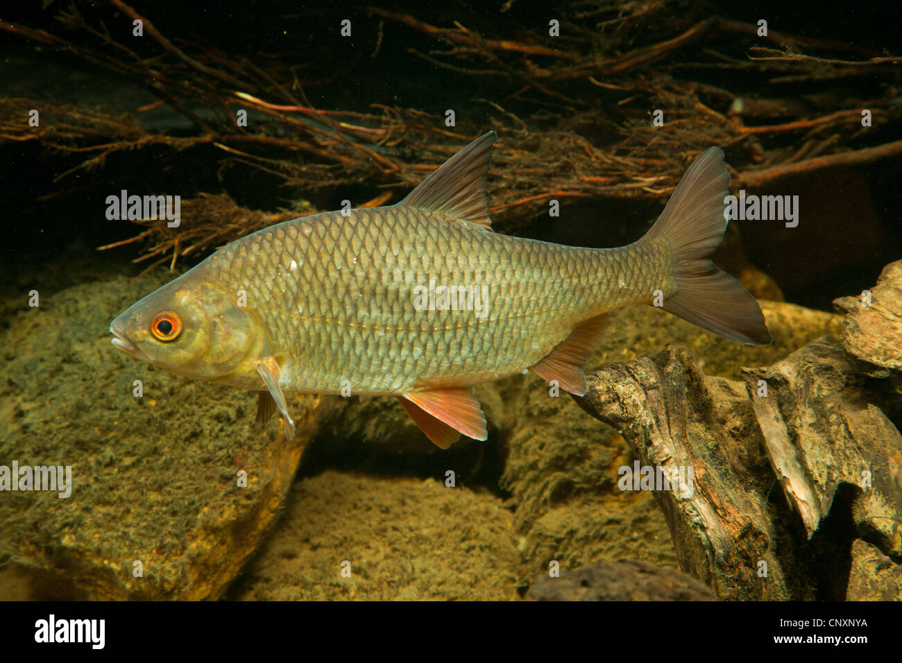 Rutilus Rutilus High Resolution Stock Photography and Images - Alamy