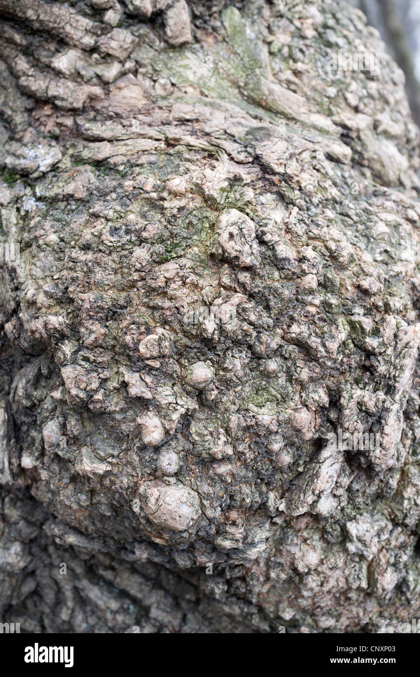 Closeup of the tree trunk Stock Photo - Alamy